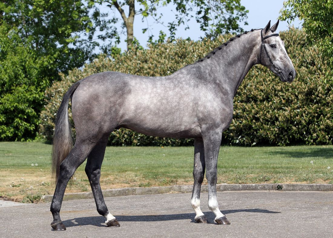 Exploring the Unique Characteristics of the Dutch Warmblood