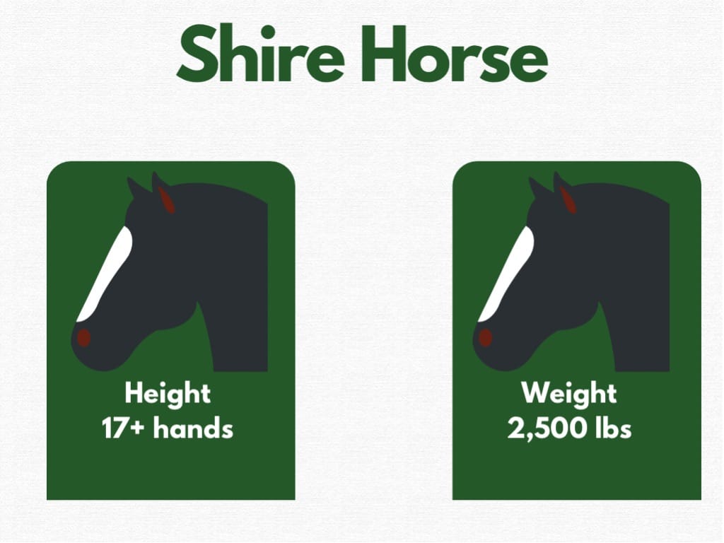 Why Is the Shire Horse So Popular?