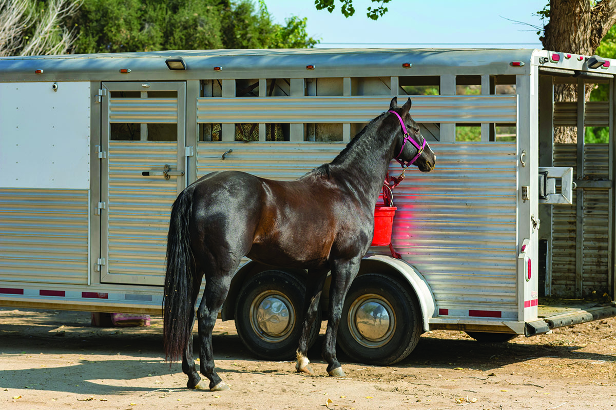 Is Buying a Horse Trailer Worth the Investment?