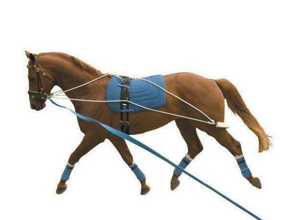 Why Should You Invest in Quality Horse Training Equipment?
